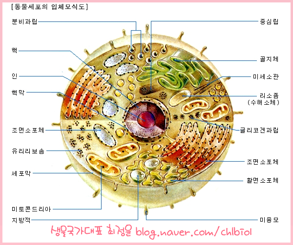 생물인강세포의구조와기능 스카이에듀 최정윤 생물2인강 개념 요점정리 01 세포의구조와기능① 네이버 블로그