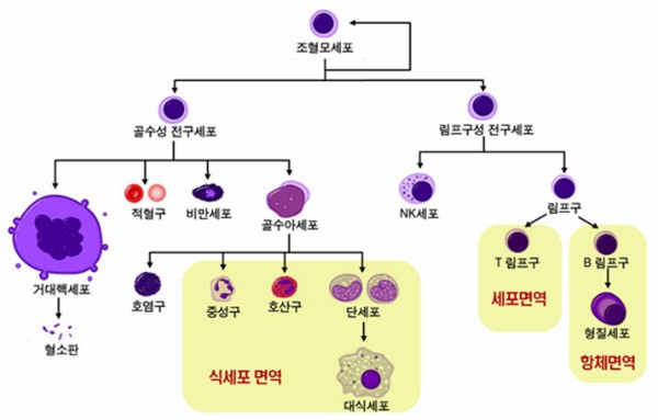 효소와 면역2 면역세포의 분화 네이버 블로그