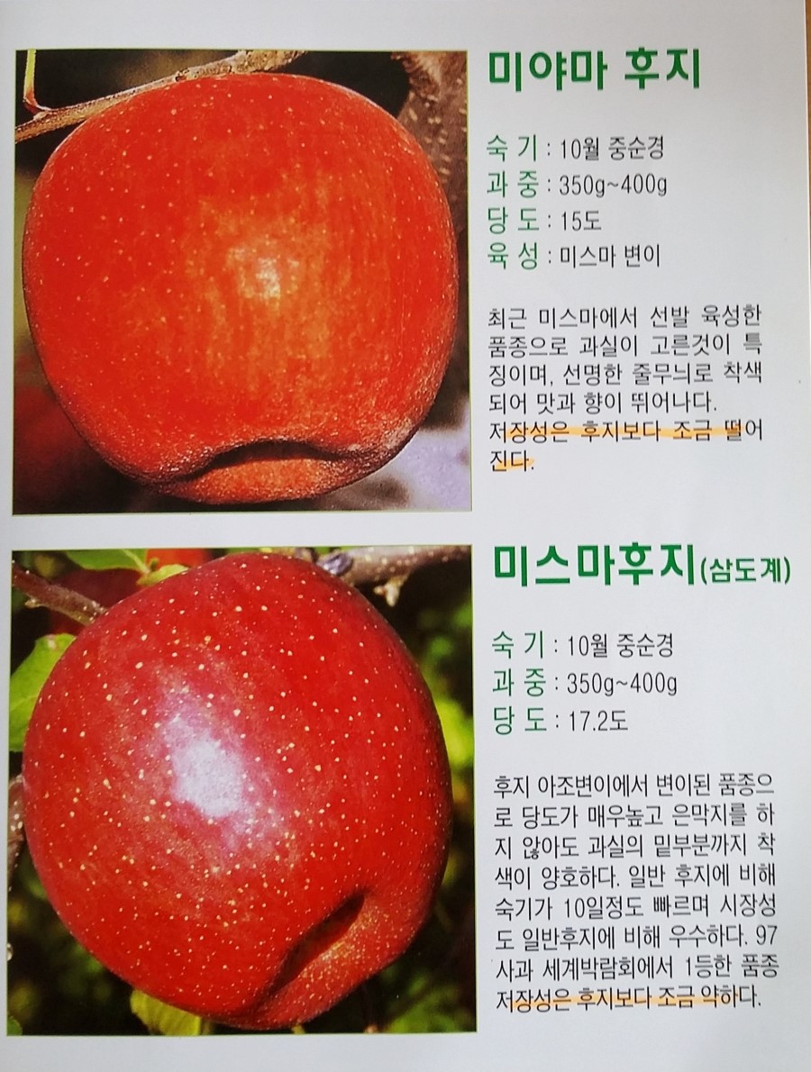 사과종류 사과품종 사과수확시기 알아보기 네이버 블로그