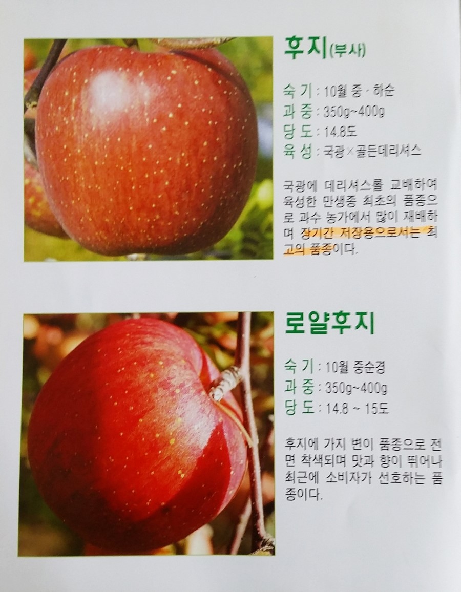 사과종류 사과품종 사과수확시기 알아보기 네이버 블로그