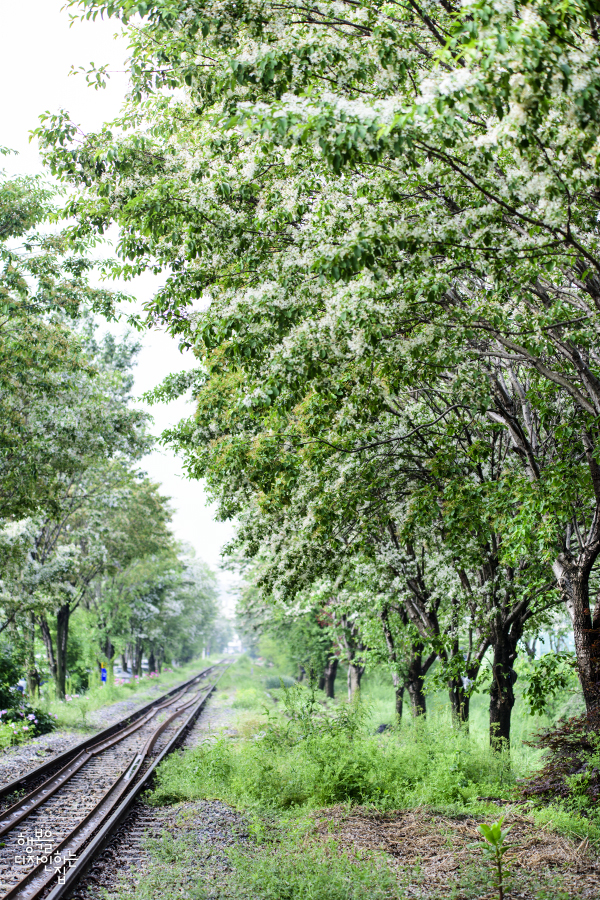 전북 전주 이팝나무 꽃 날리는 전주 팔복동 철길 네이버 블로그