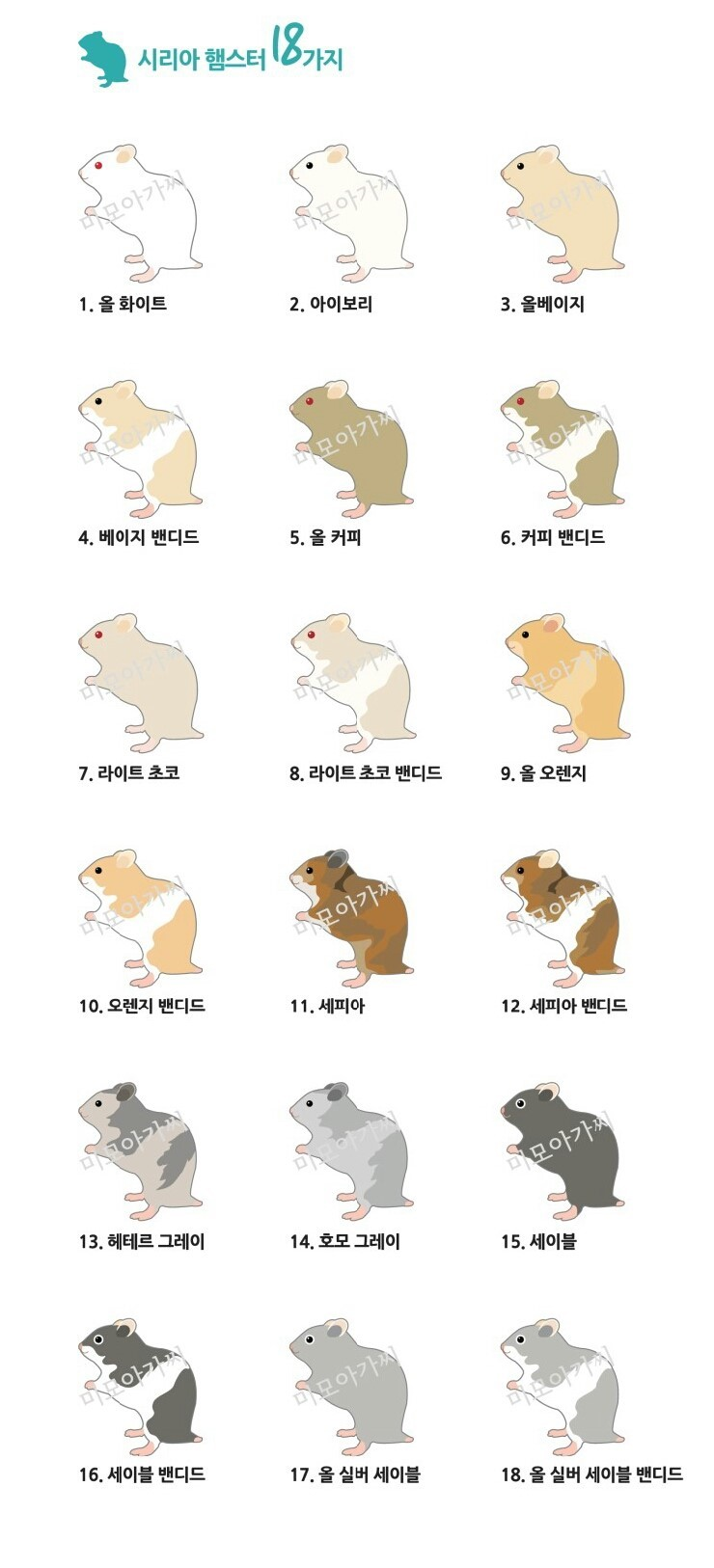 필독햄스터종류 직접찍은 사진으로 알아보는 골든햄스터종류 네이버 블로그