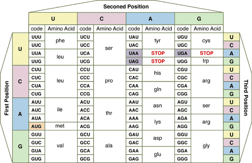 표준 코돈표 codon - Genetic code : 네이버 블로그