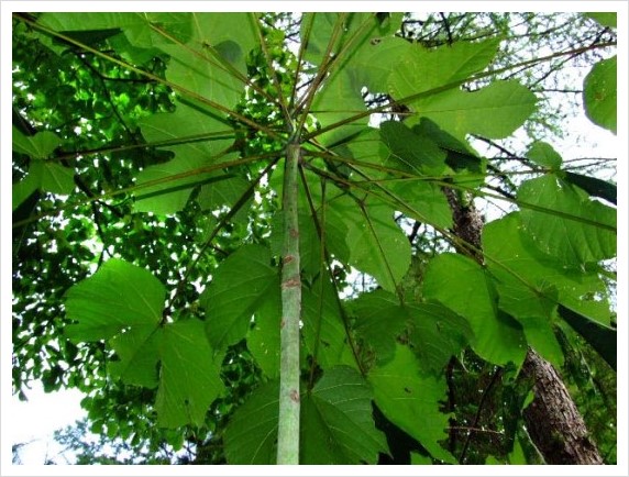 벽오동나무-오동자(梧桐子),오동엽(梧桐葉),오동근(梧桐根),오동목(梧桐木)- : 네이버 블로그