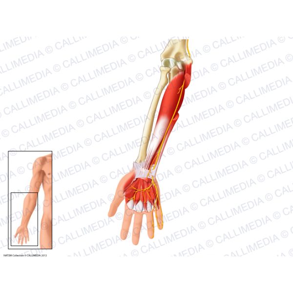 Upper limb tension test: ULTT(Elvey's test) : 네이버 블로그