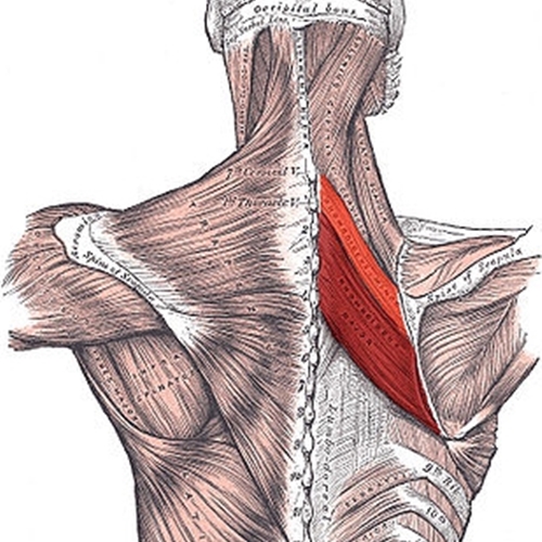 능형근·마름근(rhomboids) : 네이버 블로그