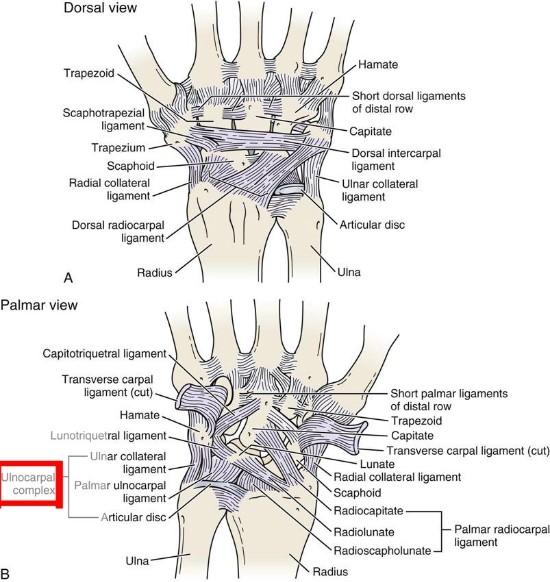 wrist joint (손목관절) kinesiology(기능해부학) : 네이버 블로그