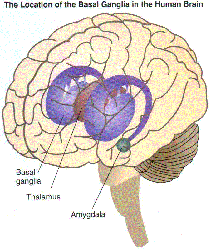 [뇌 해부학] 책 에 등장하는 기저핵(basal nucleus)이란?! : 네이버 블로그