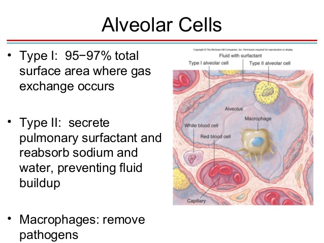 What Are Alveolar Type 2 Cells? – BCUPBU